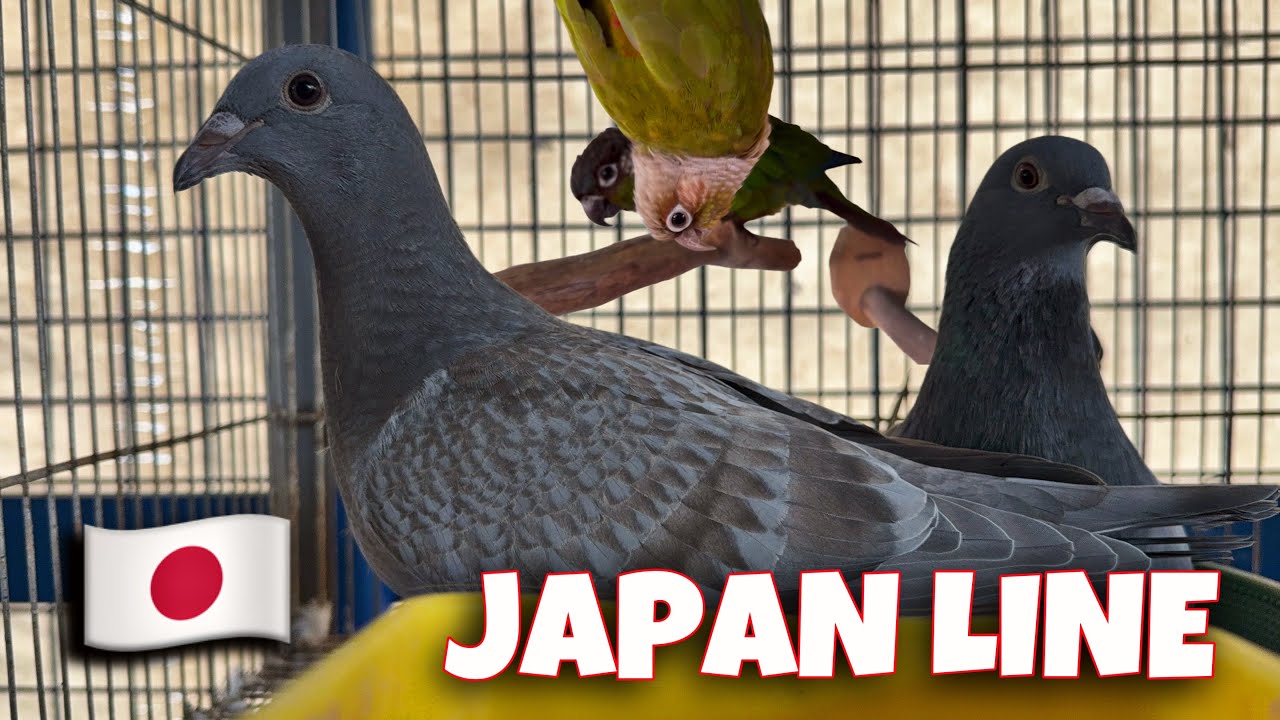 MADE IN JAPAN NA KALAPATI - YouTube