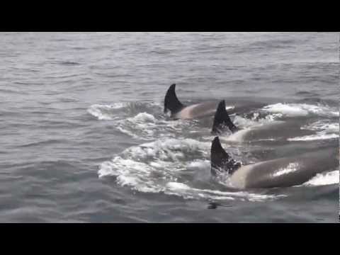 Killer Whales prey on Gray Whale Calf in Monterey Bay California ...