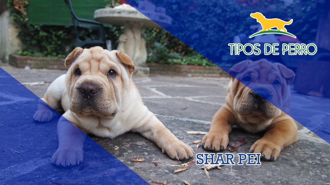 SHAR PEI - TIPOS DE PERRO - YouTube