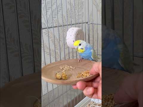 Eve yeni gelen Muhabbet kuşu neden su içmez yem yemez? #evkuşları #youtubeshorts