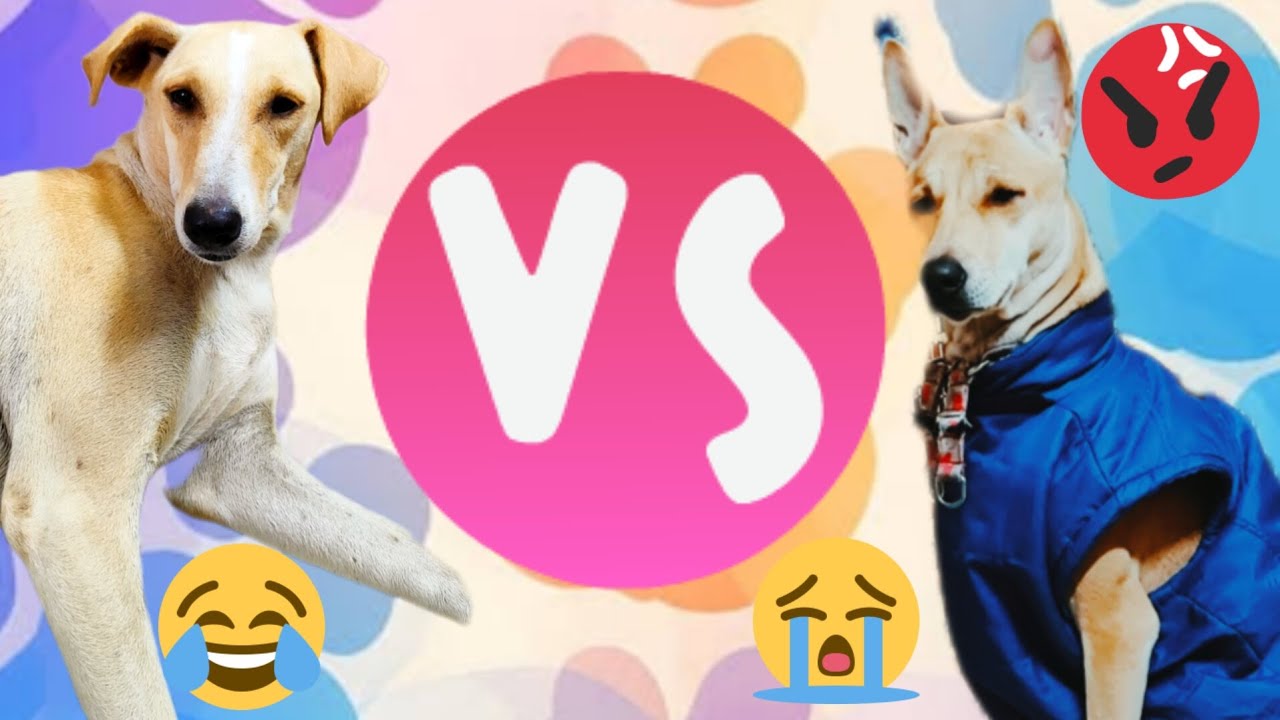 Attention seeker dogs competing with each other 🐶 🥺 #cutepuppy # ...