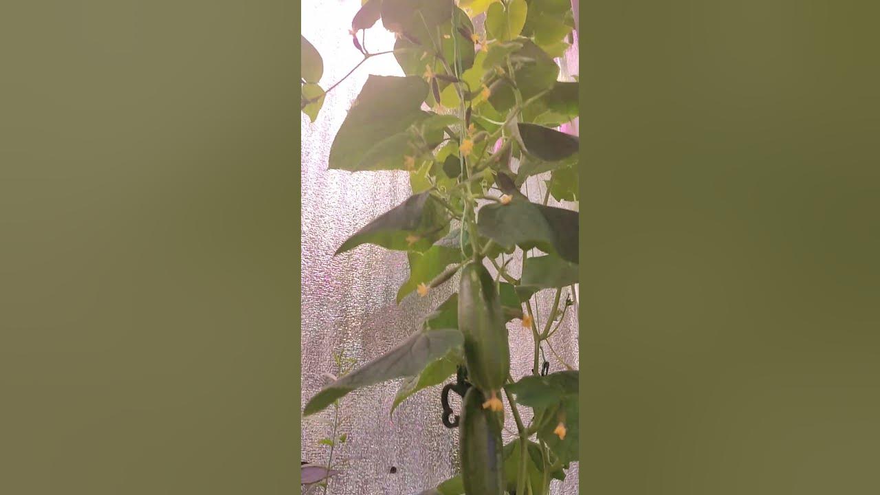Огурец балконный F1🥒#shorts - YouTube