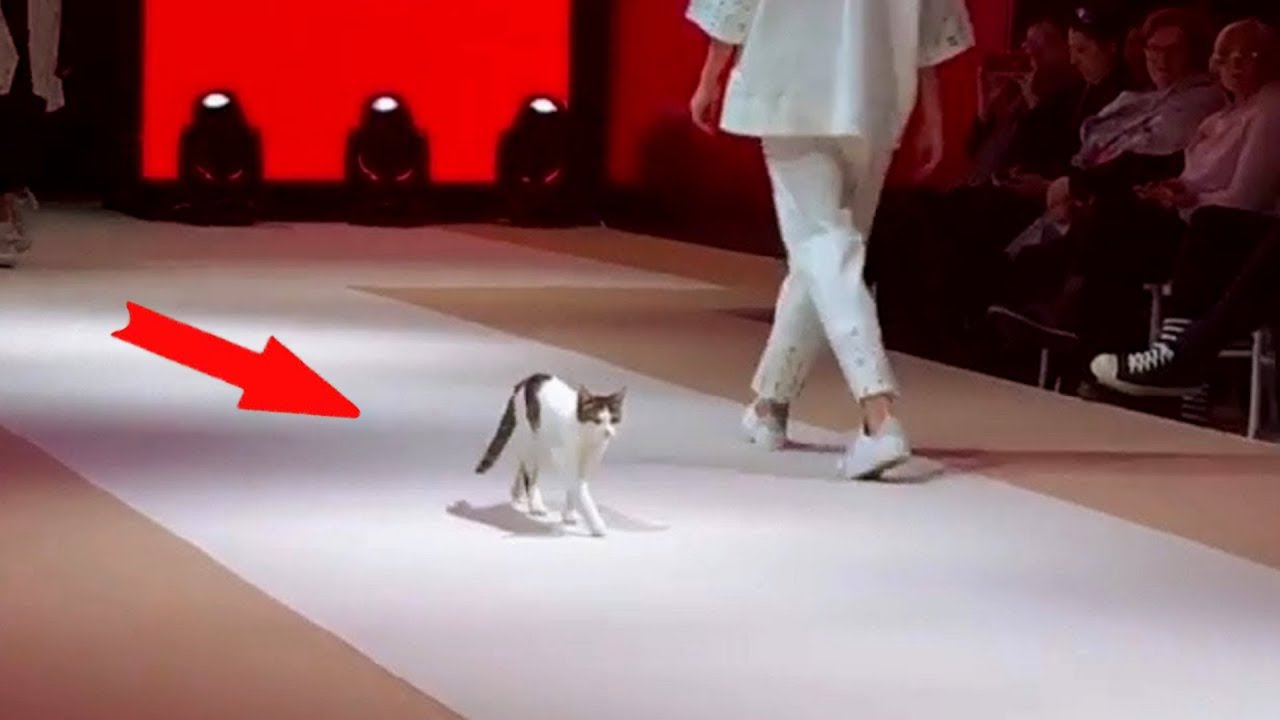 The cat comes to the fashion show and teaches models how to walk the ...