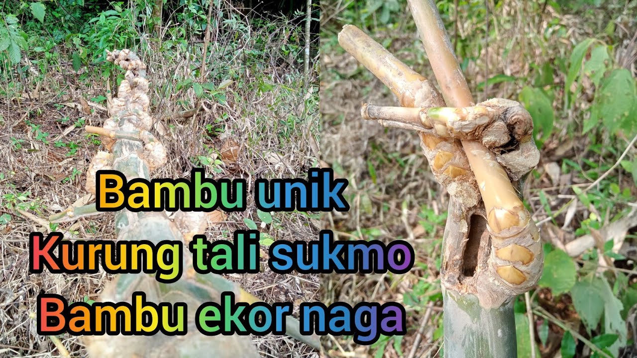 bambu tali sukmo dan ekor naga - YouTube