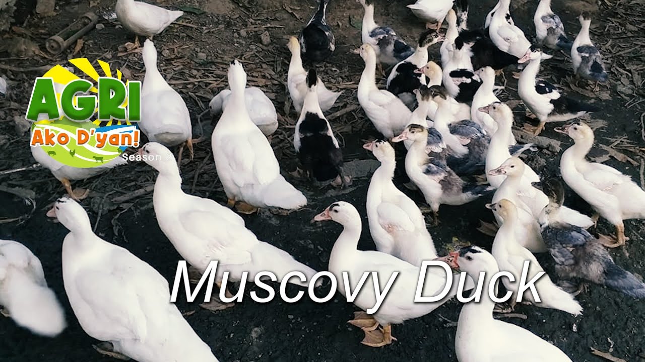 “MUSCOVY DUCK” Ep.54 AGRI Ako D’yan - YouTube