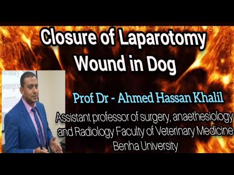 Closure of Laparotomy wound in dogخياطة طبقات البطن في الكلاب - YouTube