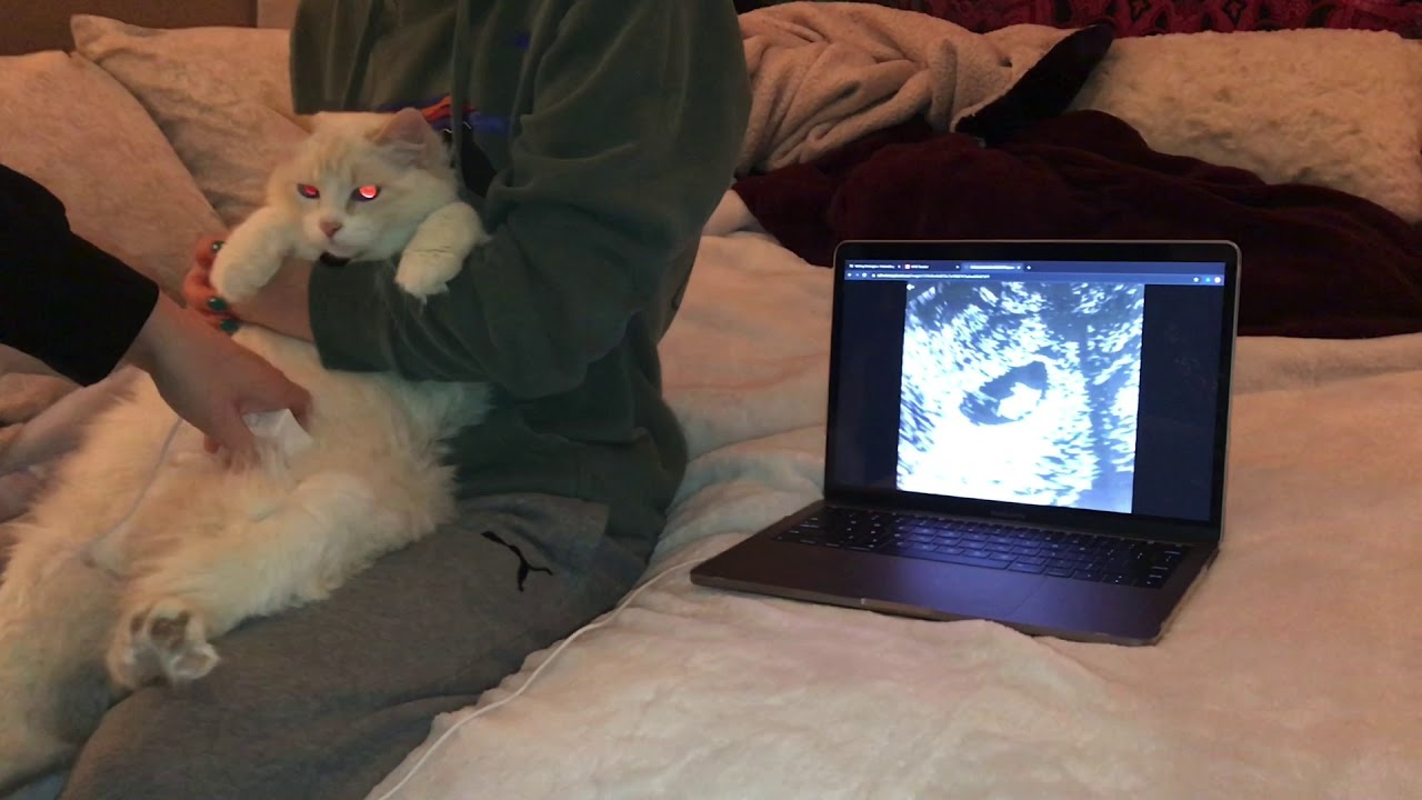 Animal Genetics: Inbreeding! - YouTube