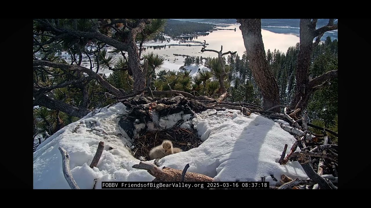 8/ 2025-03-16 08:36:58 BALD EAGLES & (2) EAGLETS NEST CAM Clips ...