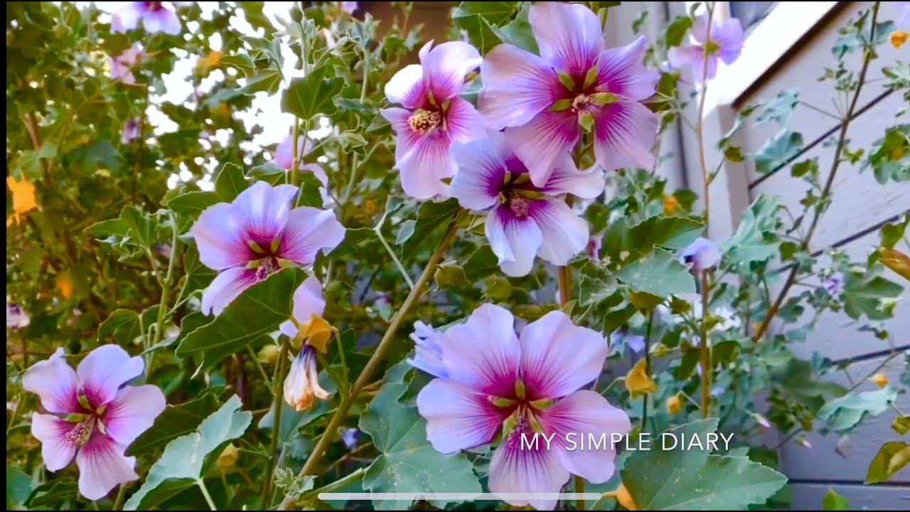 Lavatera Bicolor (Maritima) aka Malva Subovata – Tree Mallow - YouTube