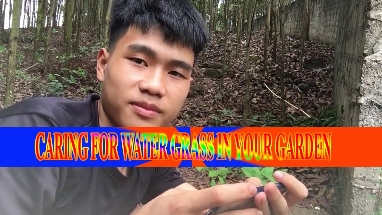 I'm screaming- CARING FOR WATER GRASS IN YOUR GARDEN - YouTube