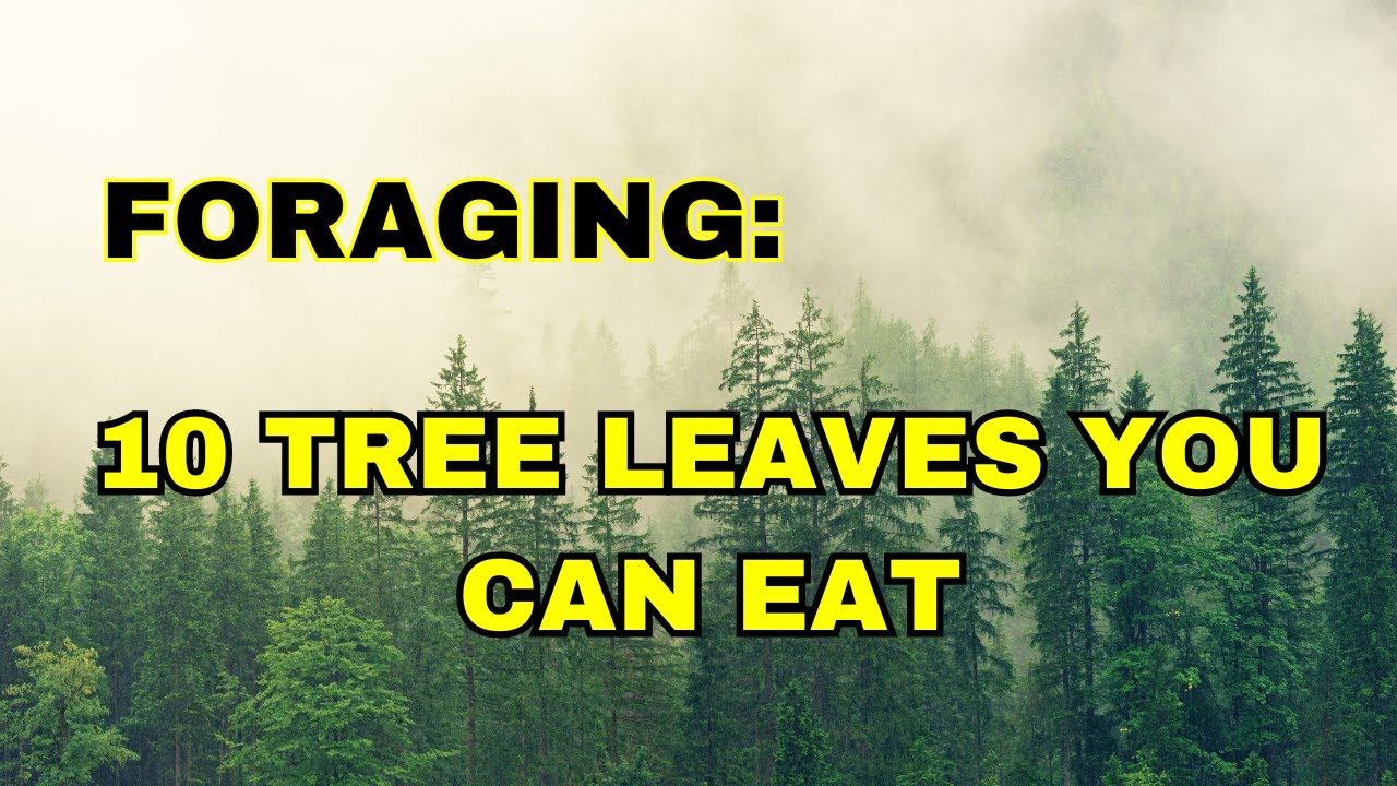 FORAGING FOR FOOD IN SHTF! - YouTube
