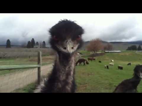 Emu bites finger - YouTube