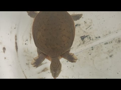 Tortoise 🐢 liver Subscribe Free | live promotion feed video - YouTube