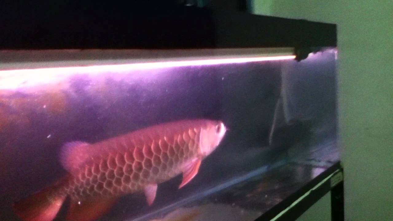 Aquarium Monsters Episode 1 - Arowana Attacks! - YouTube