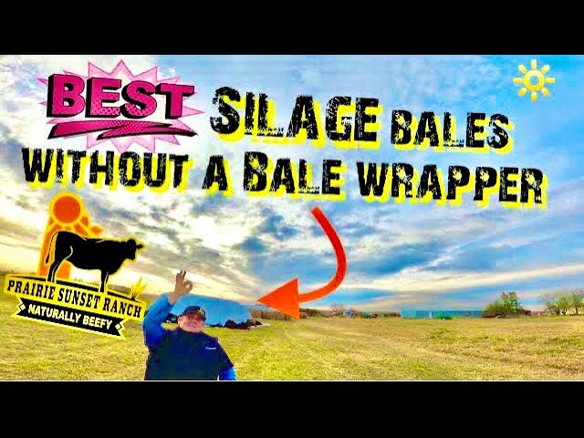 Silage Memes New Zealand Diary: First Cut Silage Done And Bulls Out