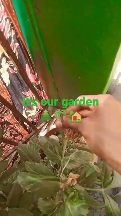 # it's our garden 🌲🏡 who like my garden 🌲 🌴 please suport me and ...