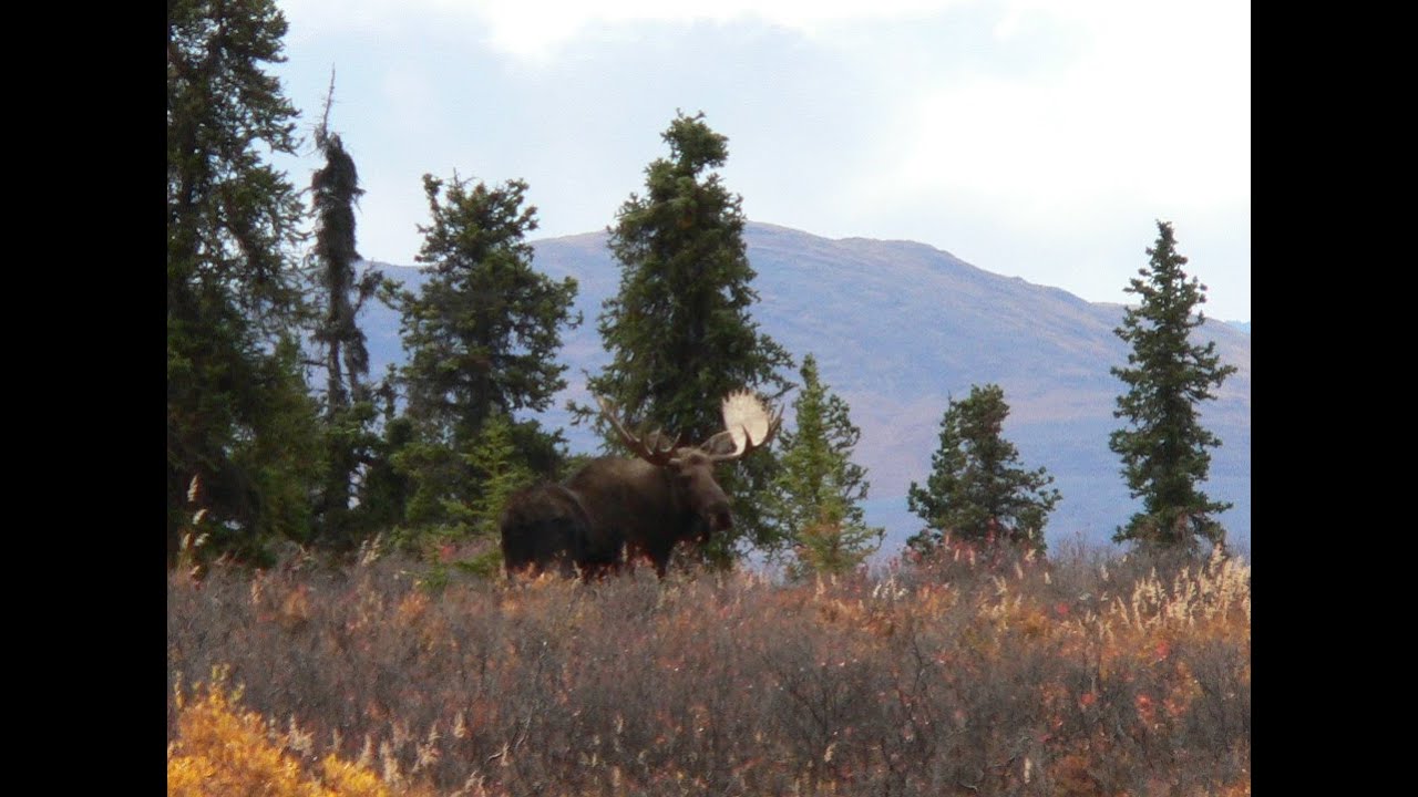 Two Monster Alaskan Moose in 24 hours.Hunters take big Alaska moose in ...