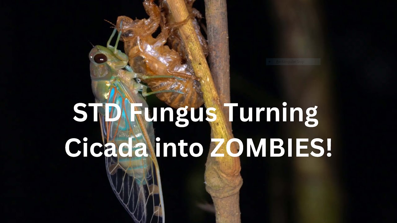 Zombie Cicadas? The STD Turning Insects into Living Dead! - YouTube