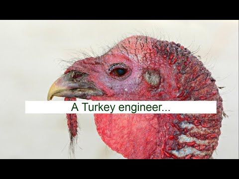 Jose the turkey engineer! (Betty) - YouTube
