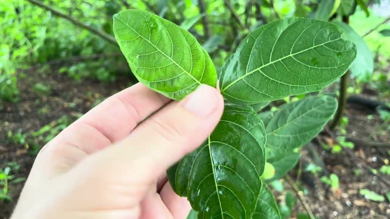 A Look at the Sandpaper Fig - My Aussie Roots QLD - Ficus opposita - My Aussie Roots