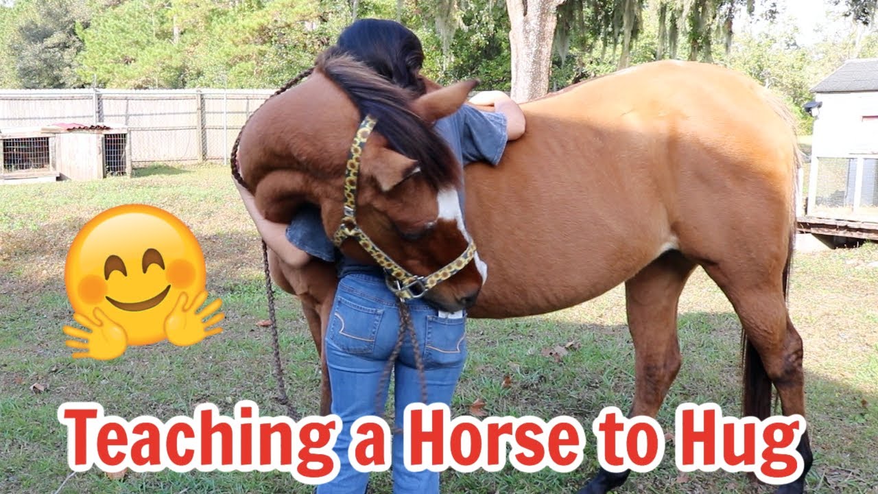 Teaching a Horse to Hug | Trick Training - YouTube