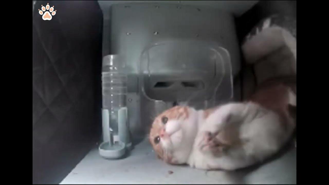 Mr. Hiss 😾😾😾 This is my place - YouTube