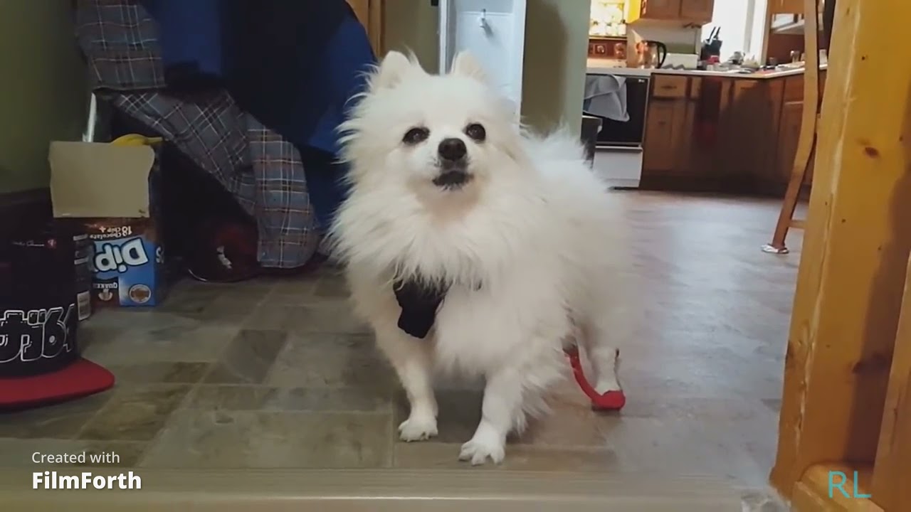 The best Gabe The Dog remixes compilation ft. Imagine Doggos | Part 1 ...