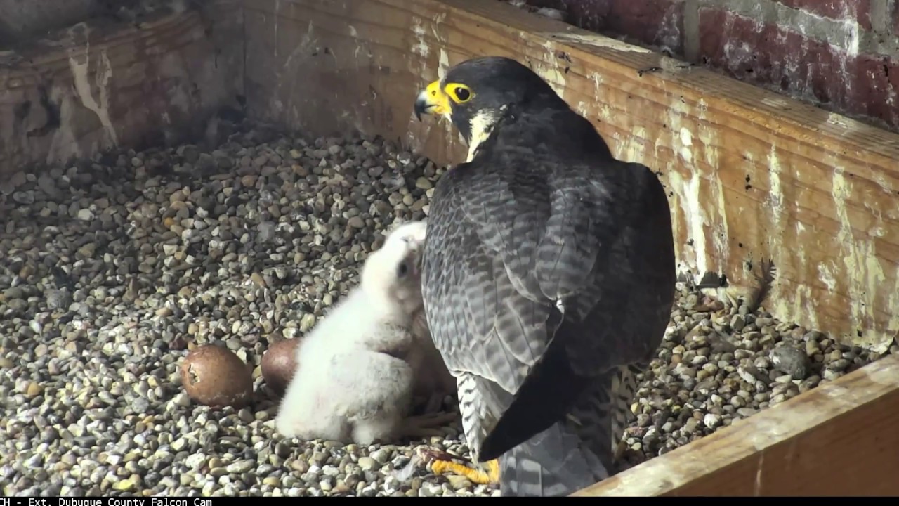 Peregrine falcon - Feeding-7 - YouTube