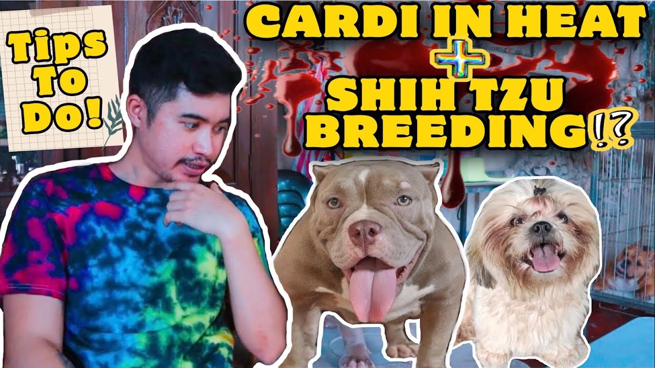 BEST TIME TO BREED BULLIES?/STAGES OF HEAT CYCLE/1ST HEAT NI CARDI ...