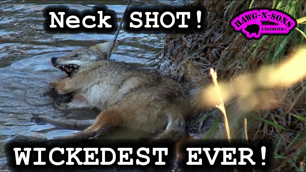 WICKEDEST Coyote Kill Shot Ever - Biggest Deer Predator Hunting Lighted ...
