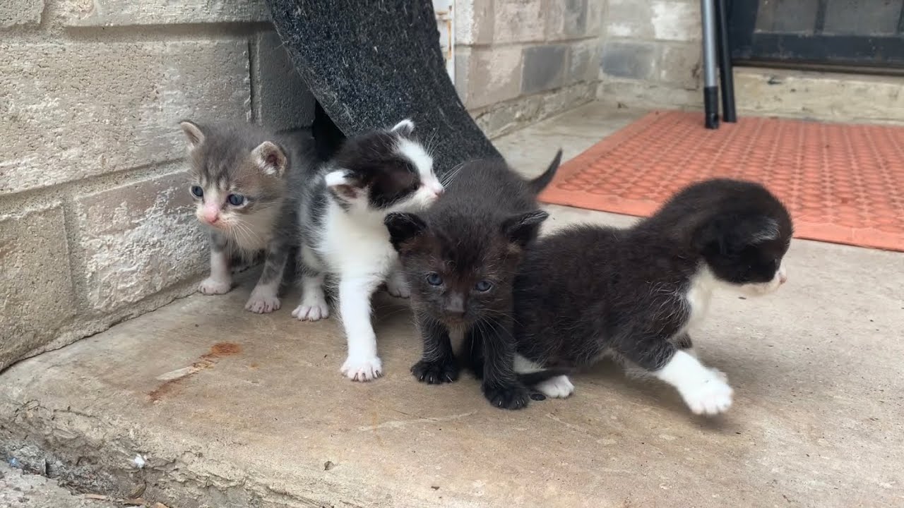 Kitten Time! 3 Minutes Of Pure Cuteness! - YouTube