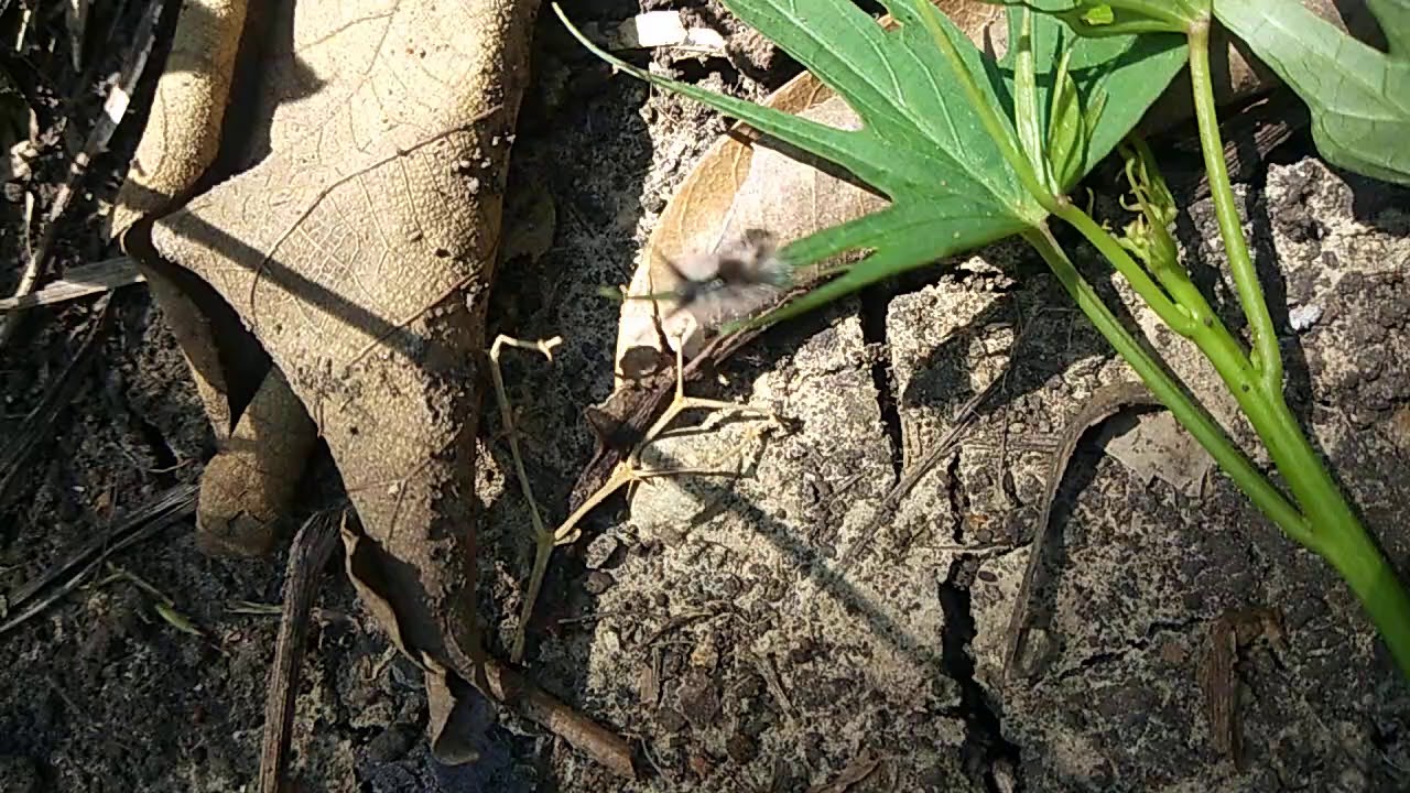 Moving Caterpillar - YouTube