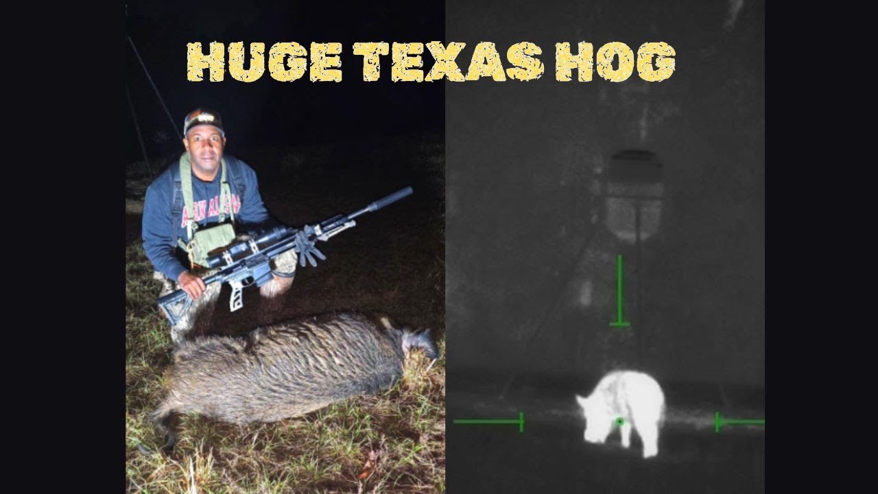 Massive Texas Hog Hunting With Thermal - YouTube