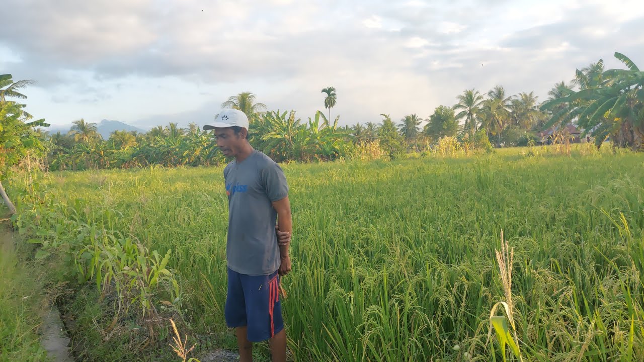 Explorer area Sawah Mbay - YouTube