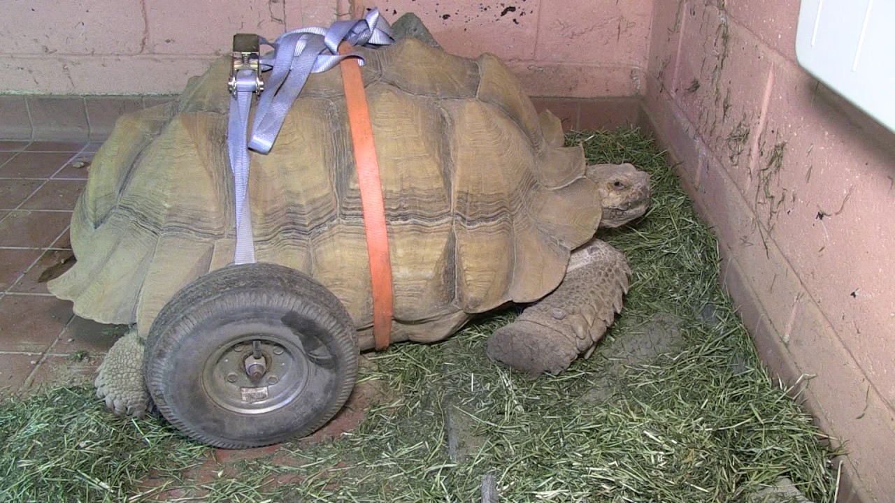Turbo tortoise: Bert and his arthritis aid become star attraction at ...