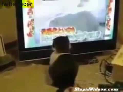 Uzeyirin sesini eşiden pişik