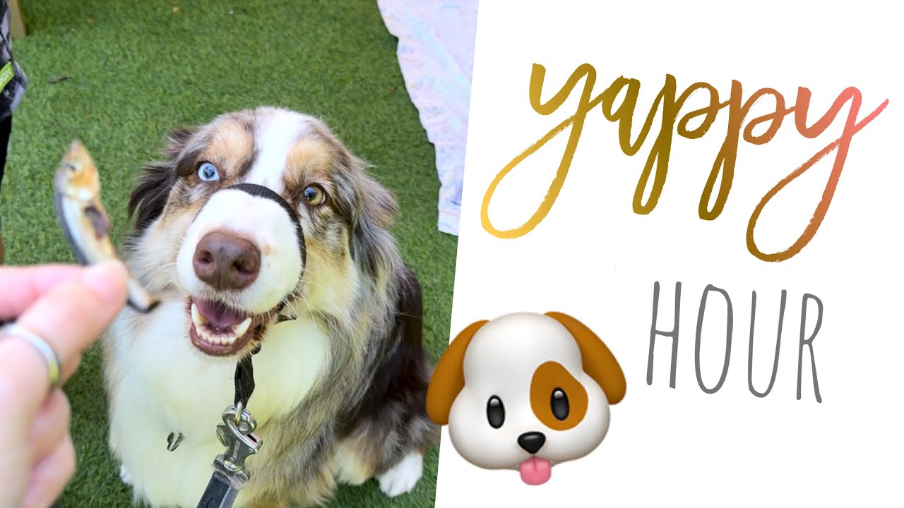 Vlog 2076 - Yappy Hour 🐶🍻 - YouTube