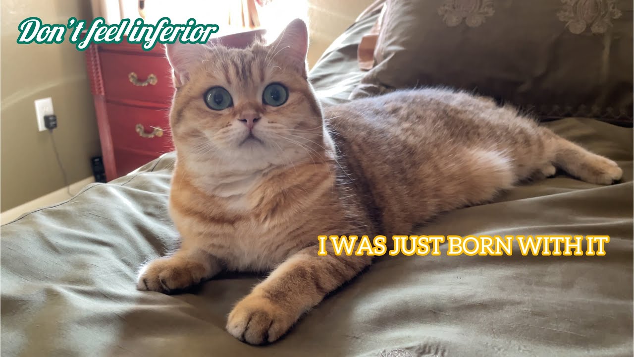 The Weird Truth About Cats Staring Into Space : Coco Explains # ...