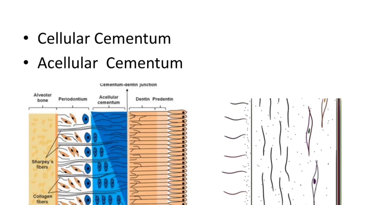 Cementum Histology