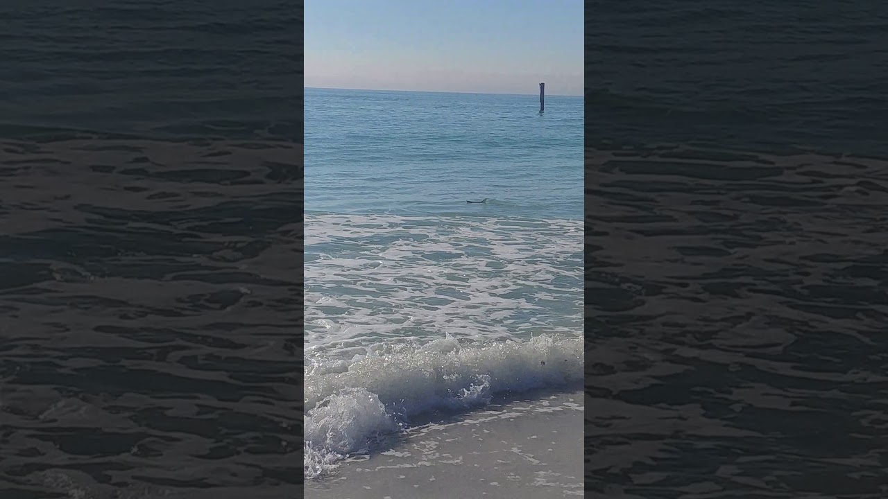 Siesta key shovel head shark(3) - YouTube