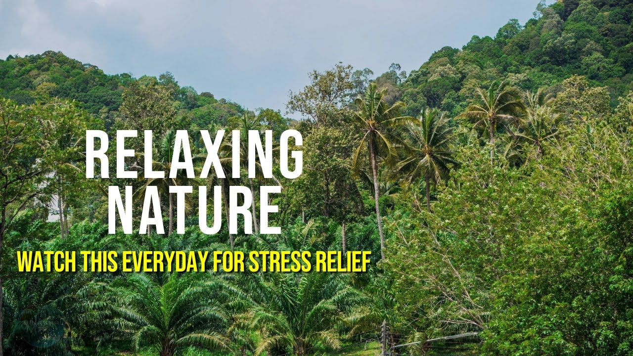 PEACEFUL FOREST Music Video in Ultra HD ASMR | Nature's Symphony - YouTube