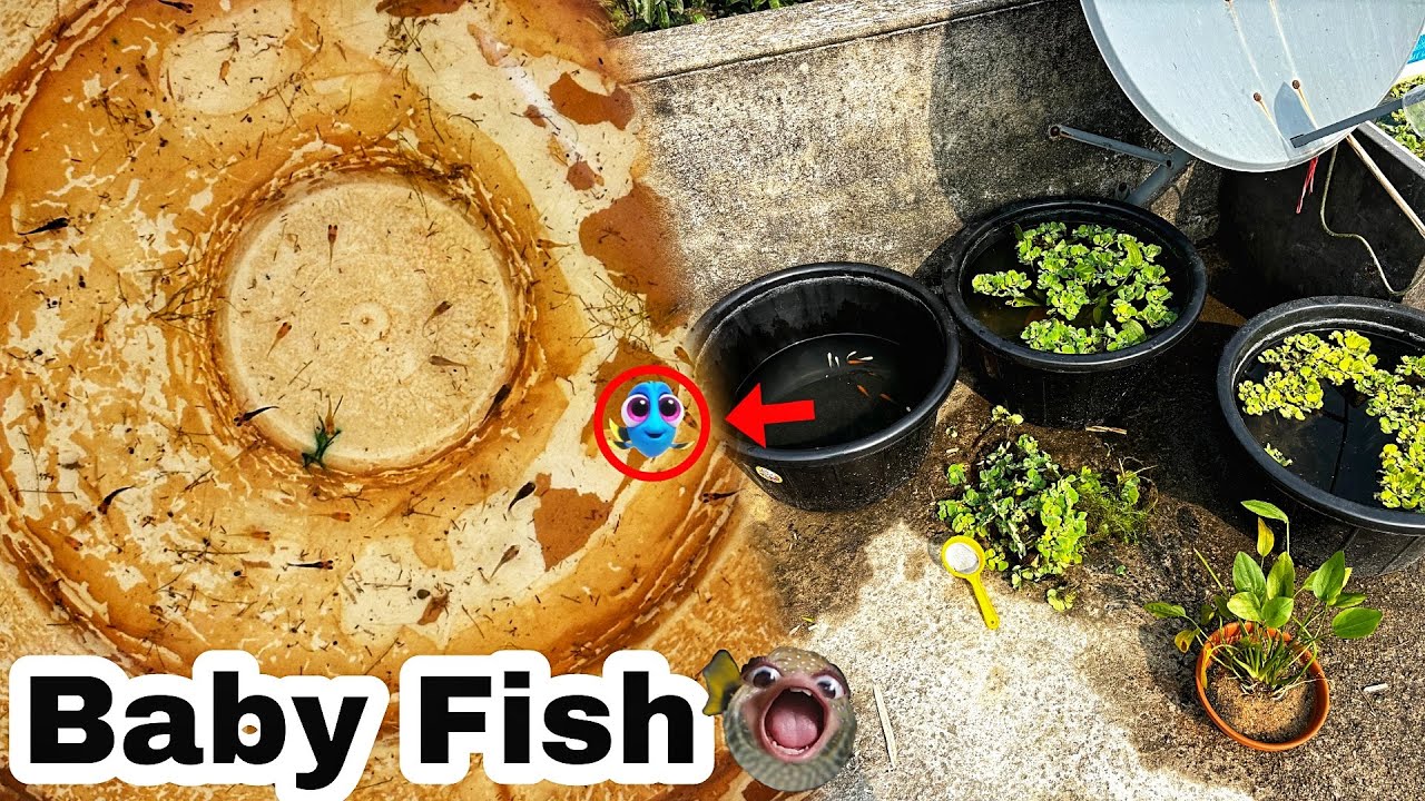 Fish Birth || Balloon Molly Giving Birth || Molly Fish Breeding ...