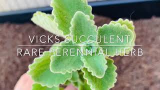 Vicks Rare Succulent Herb Introduction and propagation
