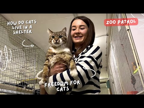 Freedom for cats. Lovely cats. Cat wants a like. Help the cat earn food! #cat #Freedomcats # ...