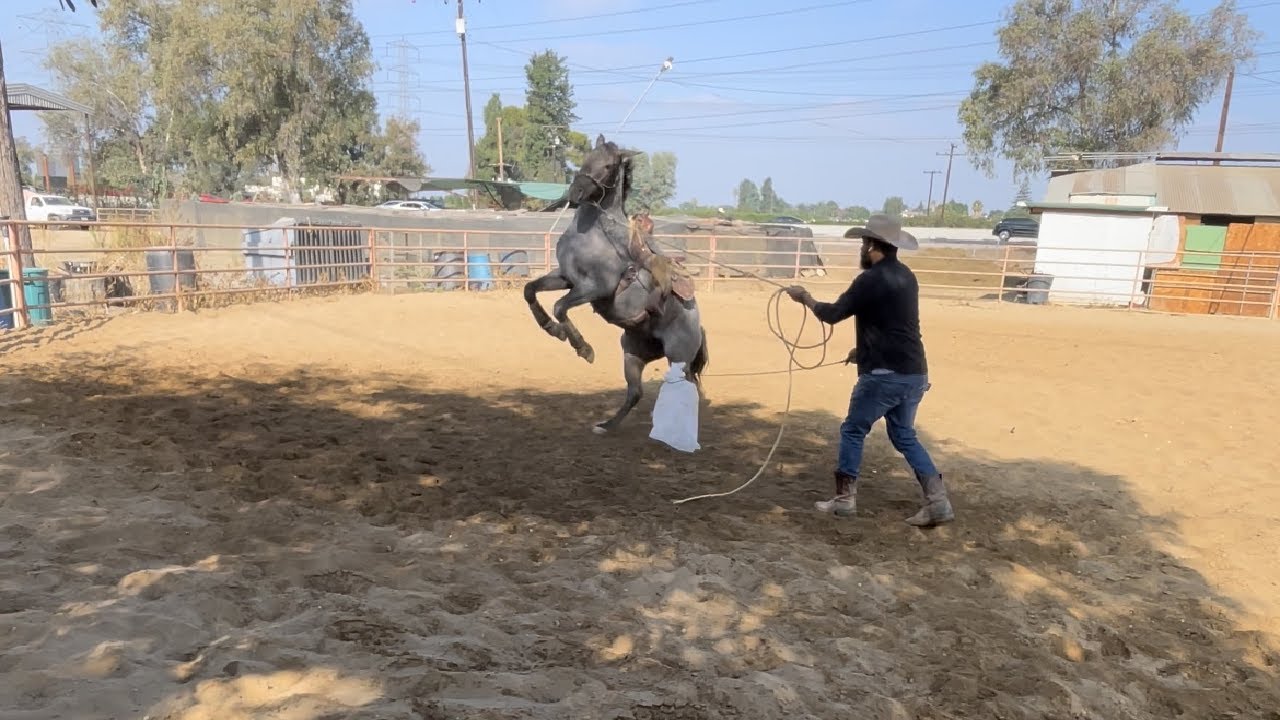 Como calmar a un caballo miedoso!! CABALLO MIEDOSO QUE REPARA: CABALLO ...