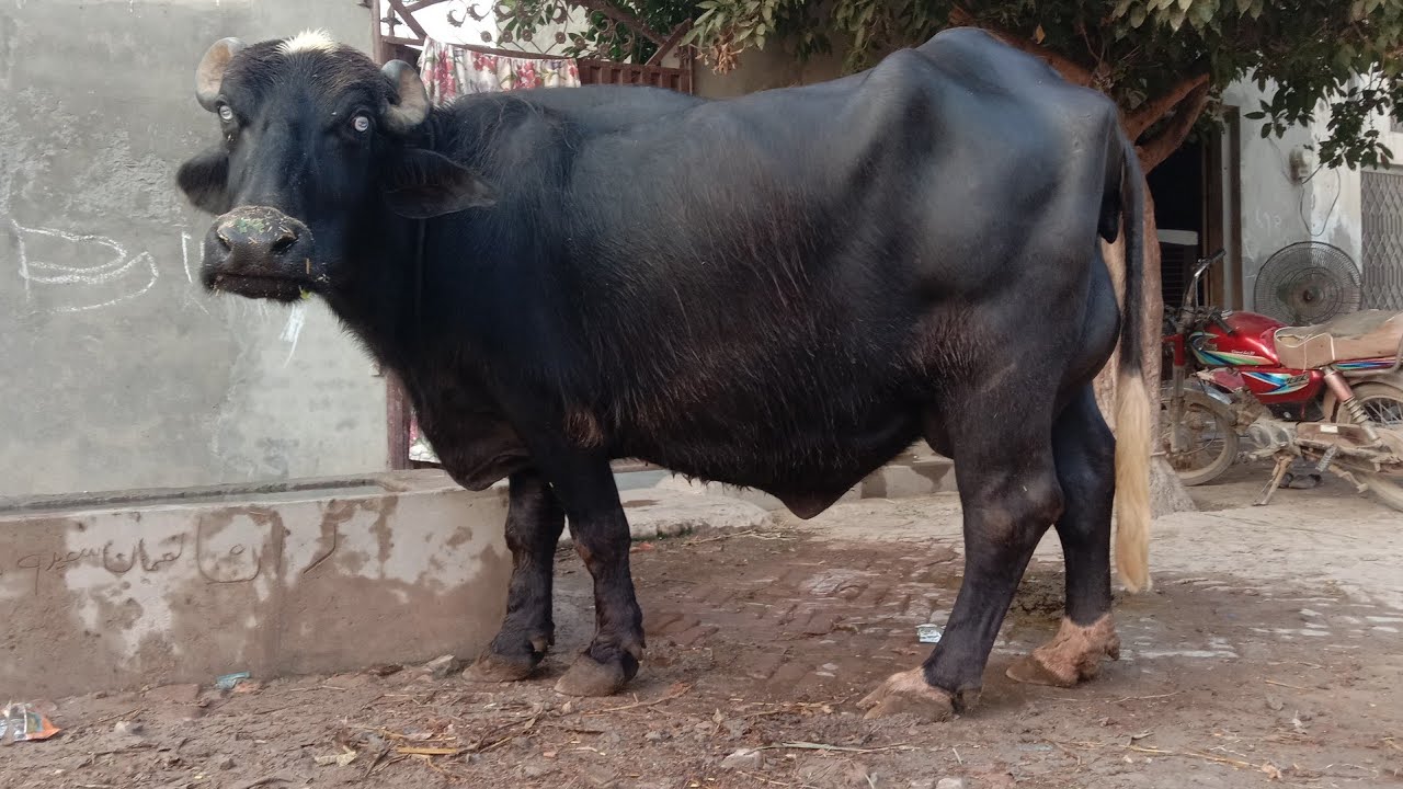 beautiful purr nili buffalo for sale in Pakistan on YouTube 6september ...