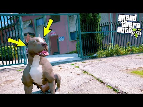 YAVRU PİTBULL TEK BAŞINA 20 SOKAK KÖPEĞİYLE KAPIŞIYOR! - GTA 5