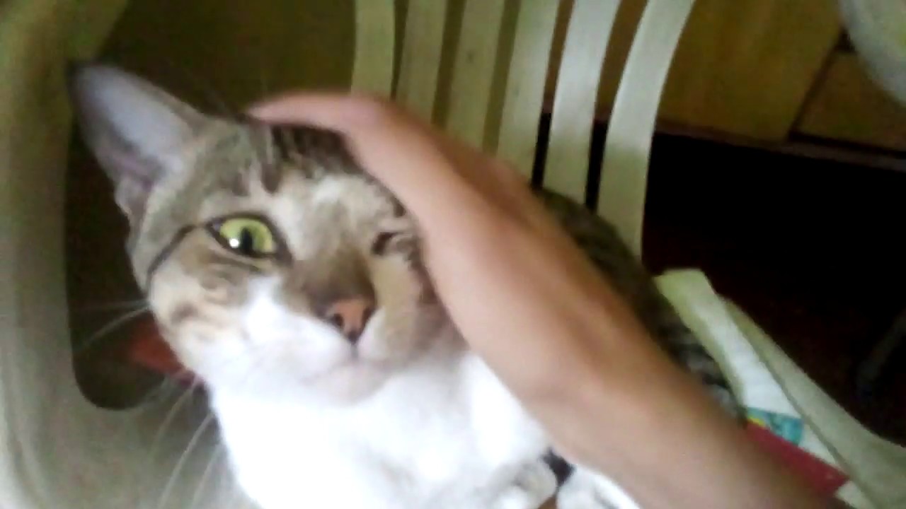 Despertando a mi Sr. Gato :3 - YouTube