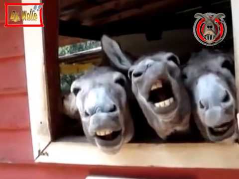 Lachende Esel - YouTube