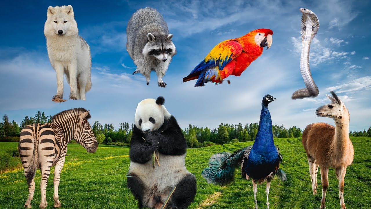 Lovely cute animals: peacock, parrot, panda, lama, zebra, giraffe ...